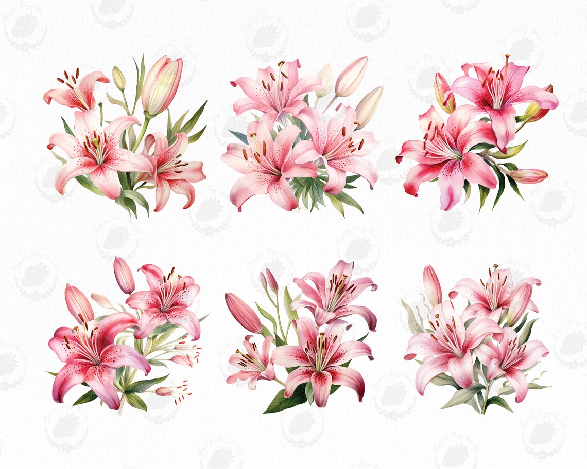 Watercolor Pink Lily Clipart: 25 PNG Flower Graphics (digital Download ...
