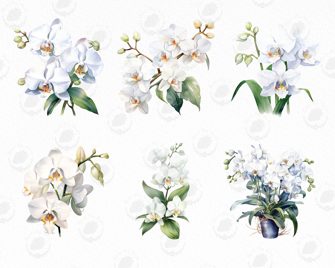 Watercolor White Orchid Clipart Elegant Orchid Clipart Bundle ikebana ...