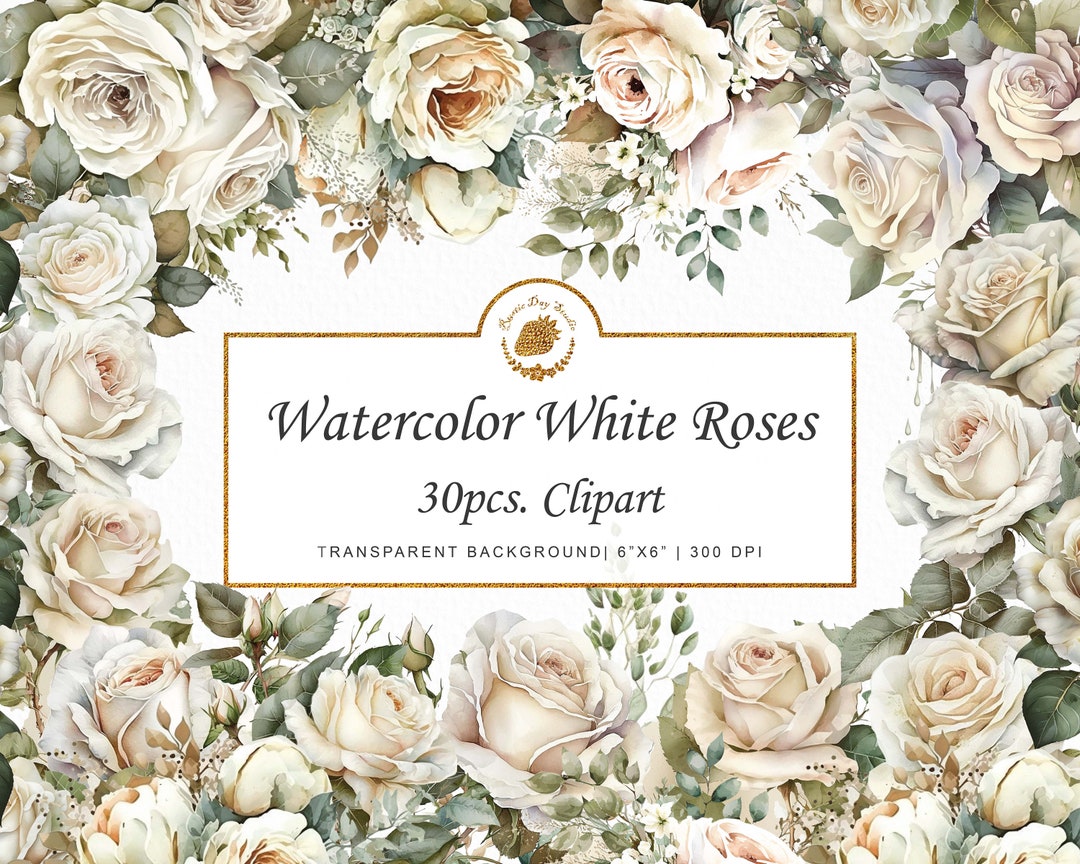 Watercolor White Roses Clipart Rose Clipart Watercolor Rose PNG SVG ...