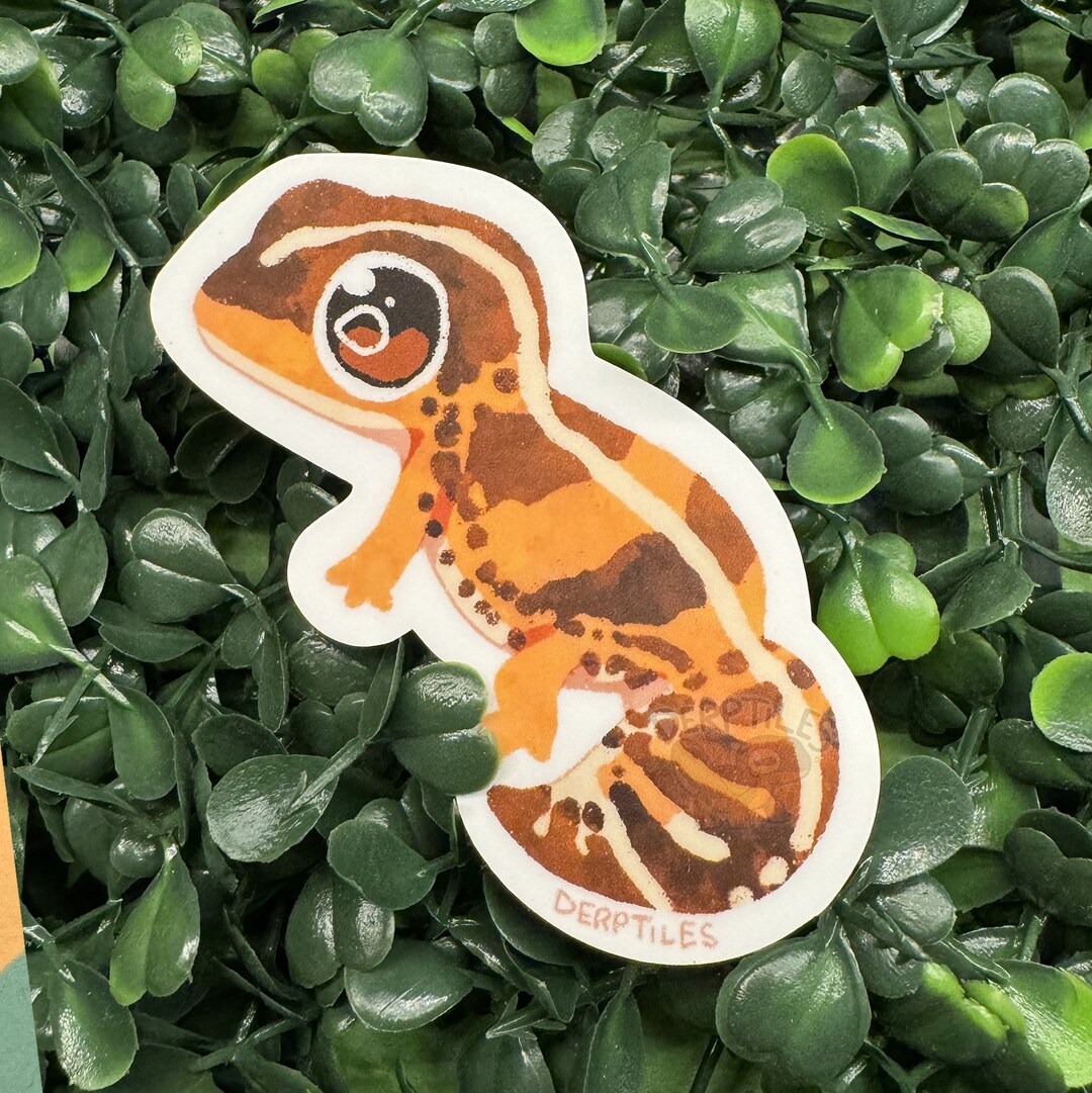 African Fat-tailed (AFT) Gecko Vinyl Sticker for Laptops, Water Bottles ...