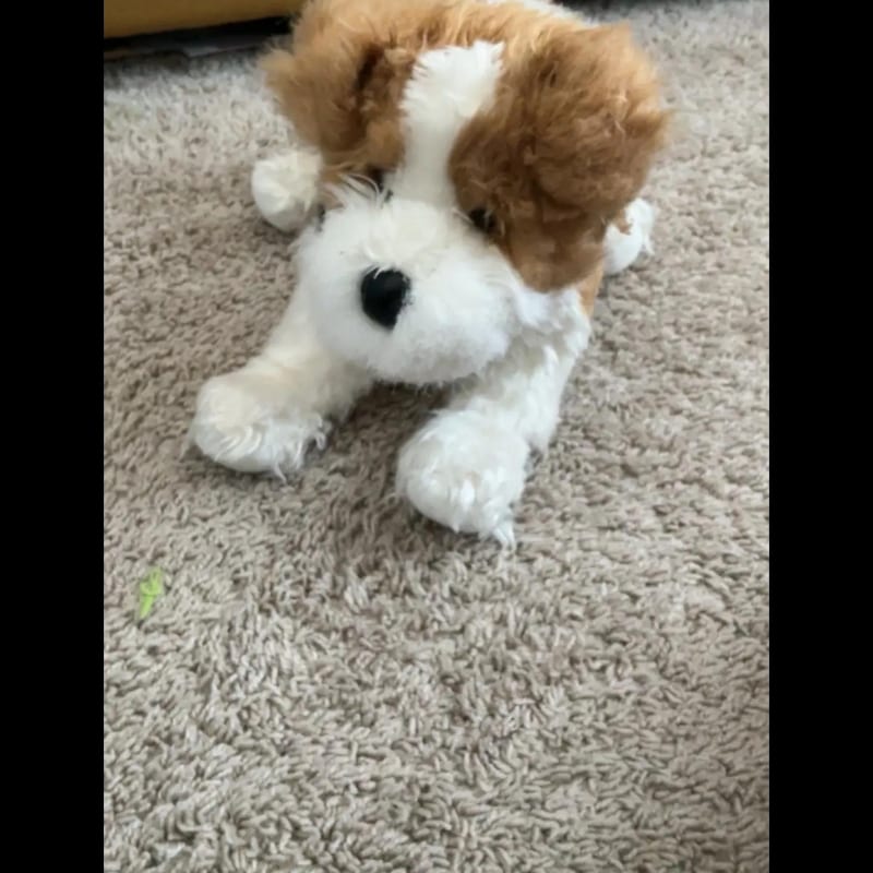 Customize Douglas Plush - Etsy UK