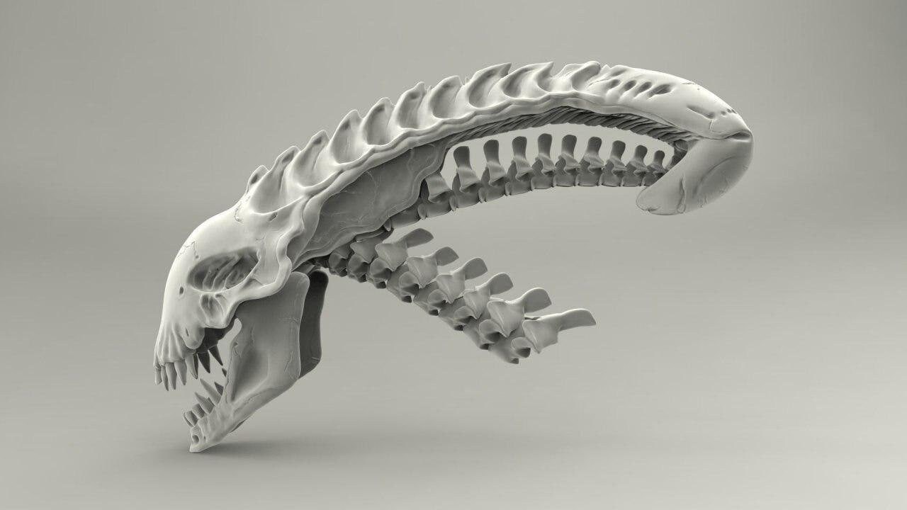 Alien Xenomorph Skull Replica 1-1 / 1-2 / 1-4 Scale / Wallbust - Etsy