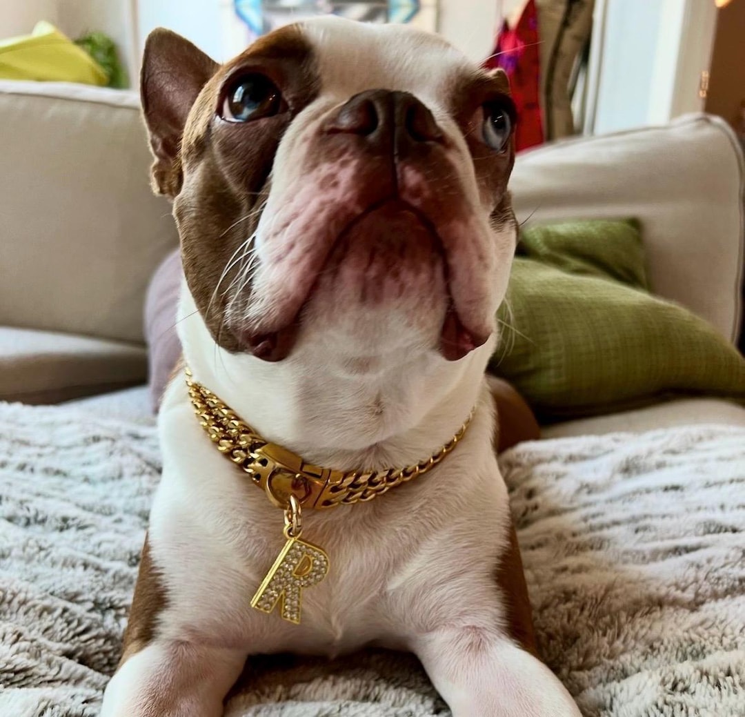 Custom Letter Dog Chain, Jewelry Collar for Dogs, Personalized Dog ...