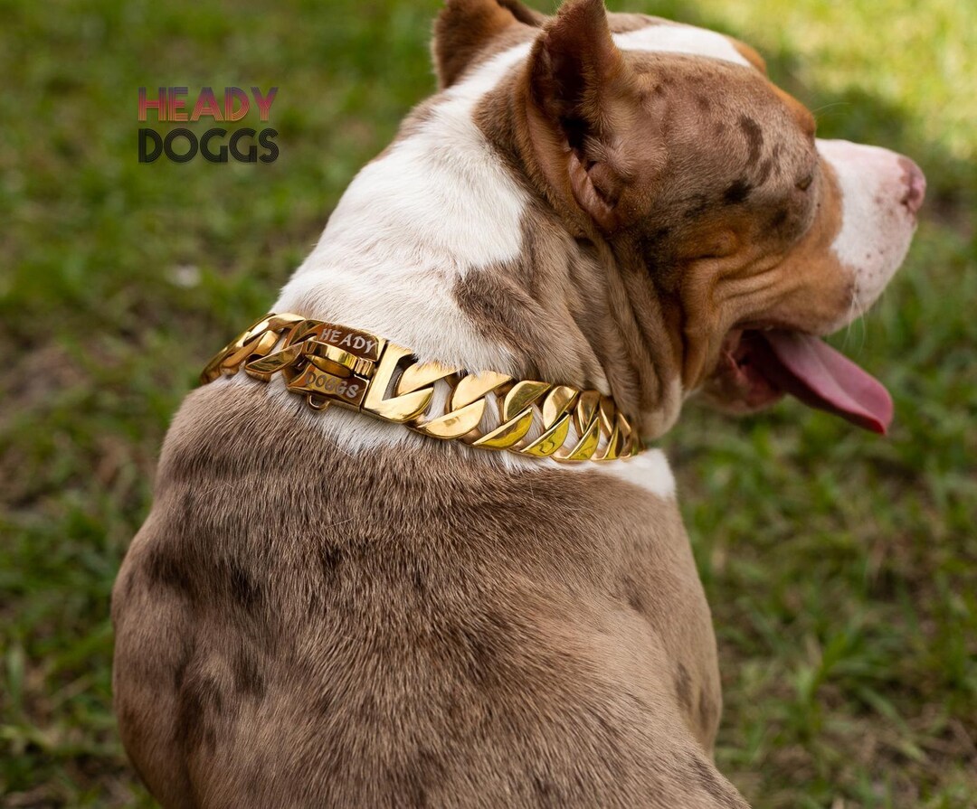 Personalized Cuban Chain, Cuban Chain Dog, Gold Chain Dog,id Link Dog ...