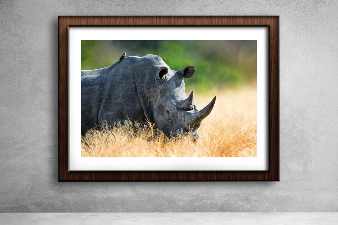 Rhino in Colour Wall Art Digital Download Wildlife Fine Art - Etsy