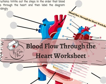 Blood Flow Through the Heart PDF Instant Download - Etsy