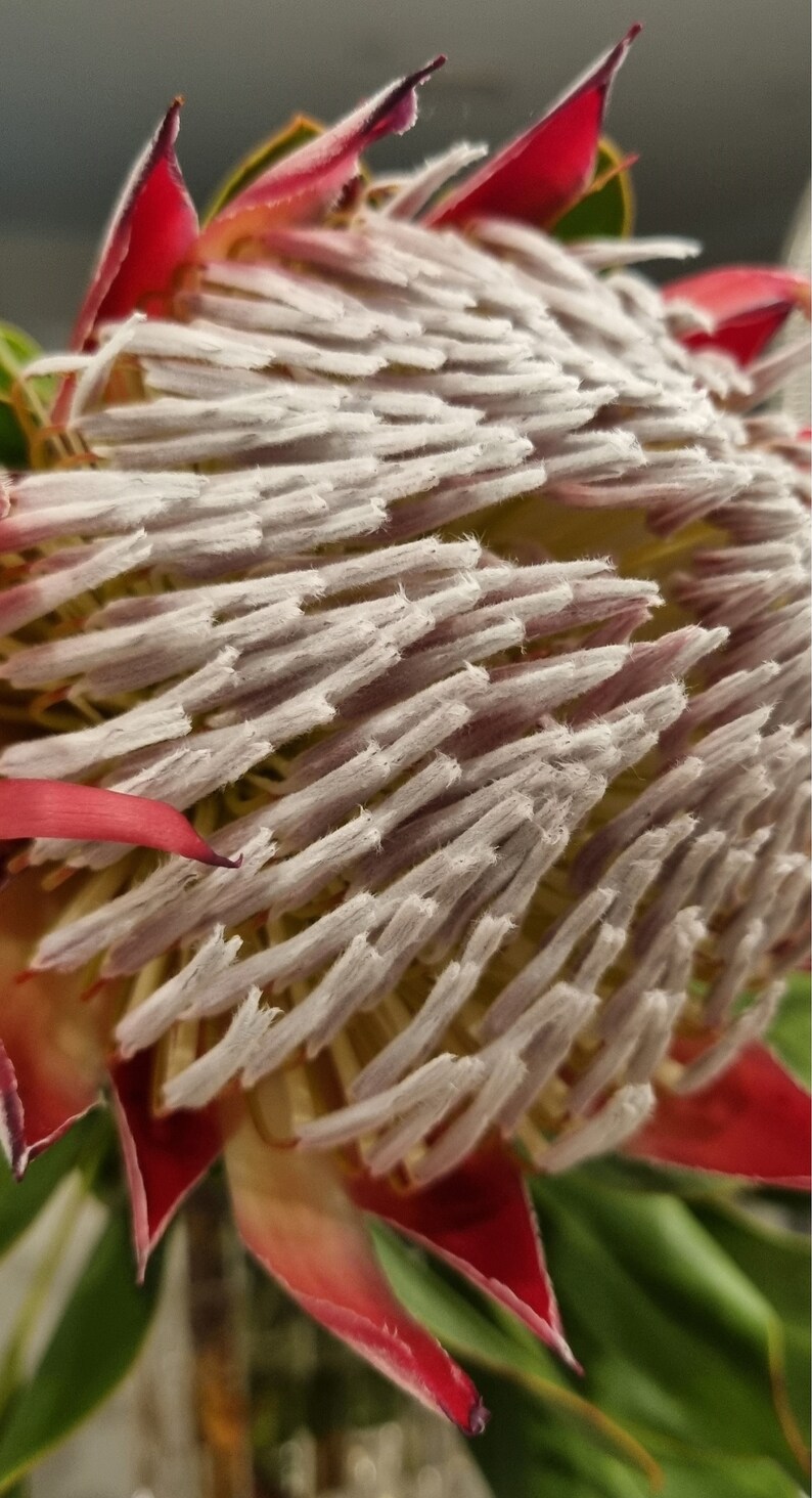 Protea Photo - Etsy