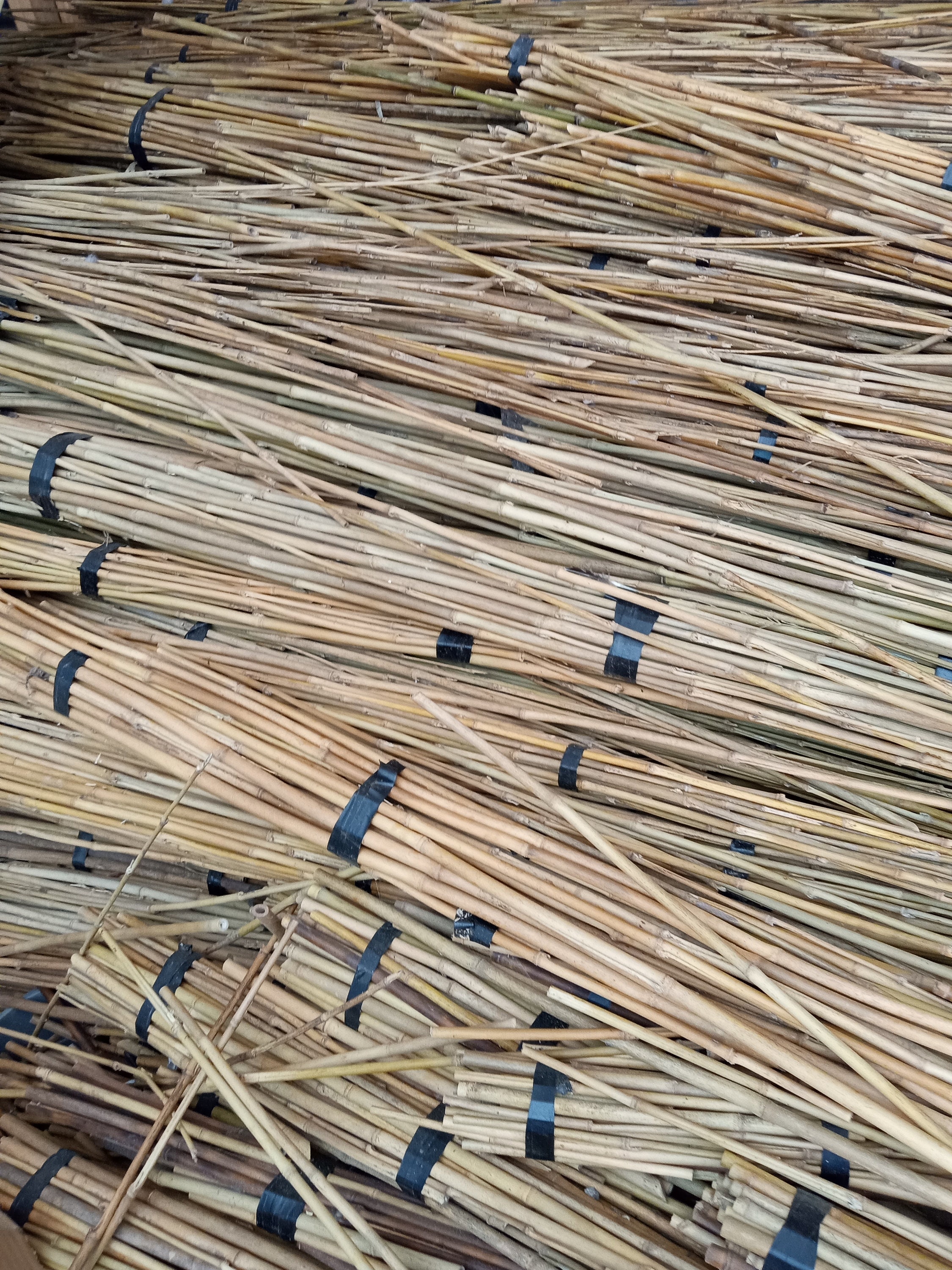 25 Pcs/unit 18"-20" River Cane Sticks (1/4"-3/8") Diameter) - Etsy