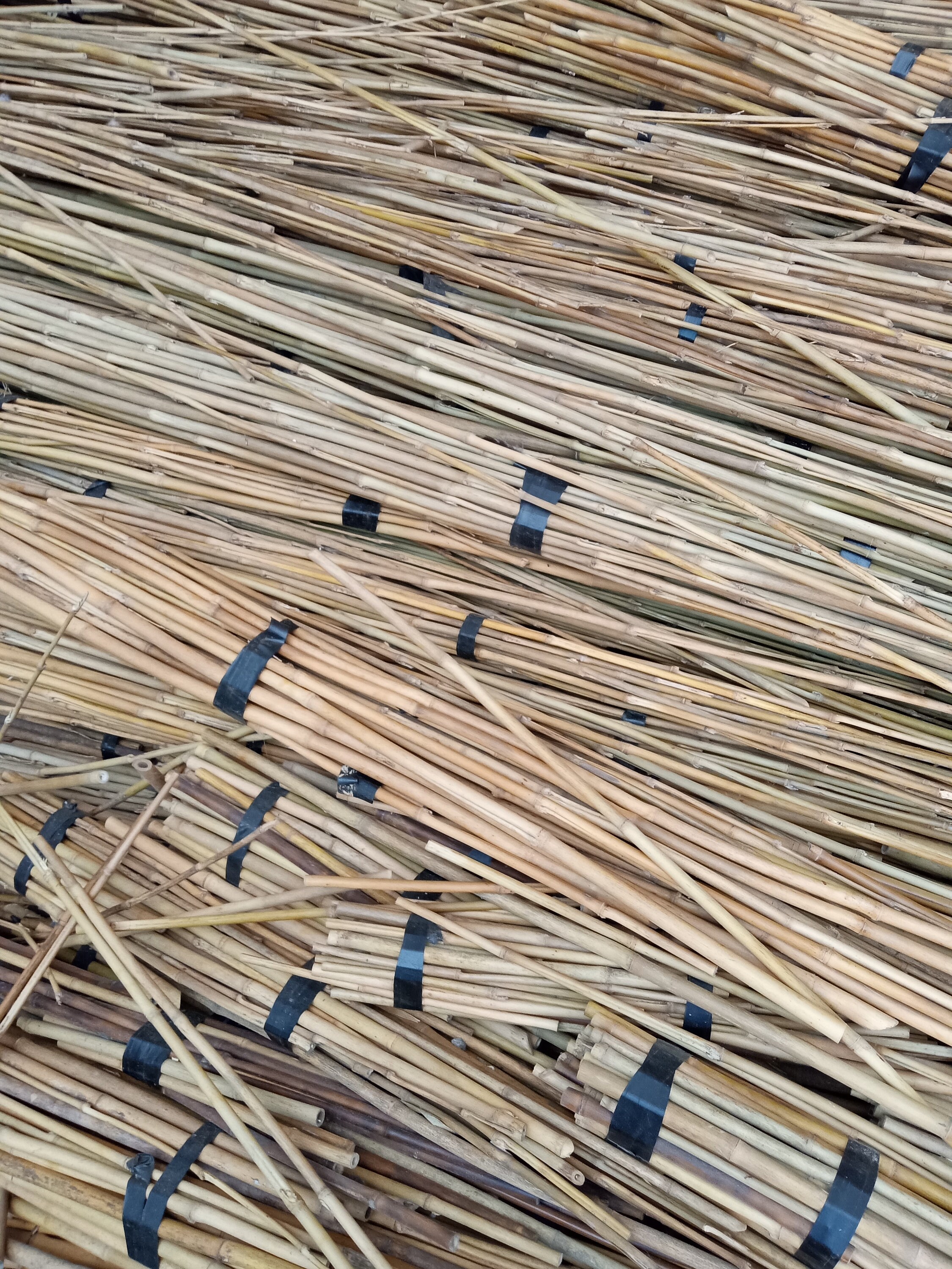 25 Pcs/unit 18"-20" River Cane Sticks (1/4"-3/8") Diameter) - Etsy