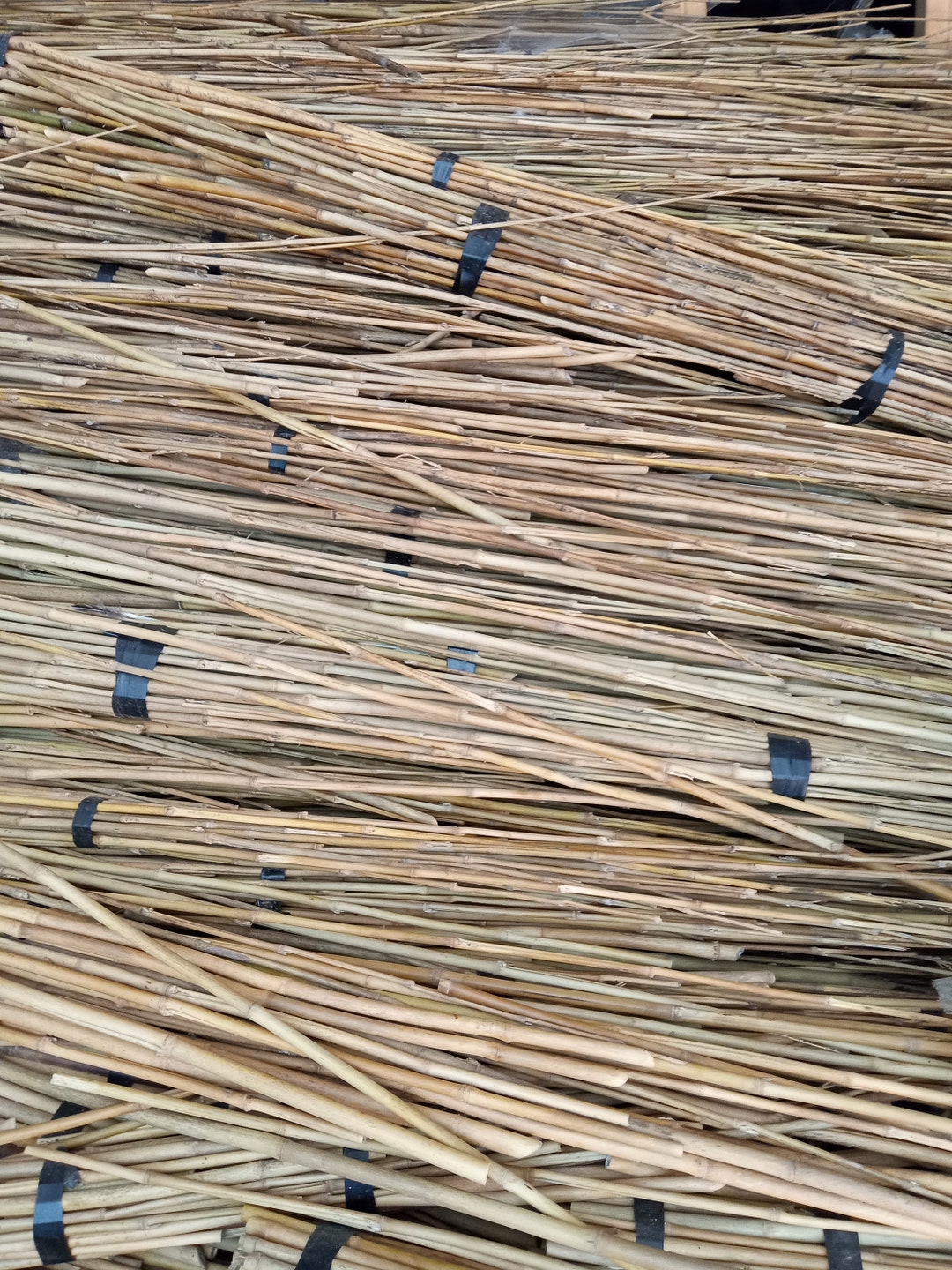 25 Pcs/unit 18"-20" River Cane Sticks (1/4"-3/8") Diameter) - Etsy