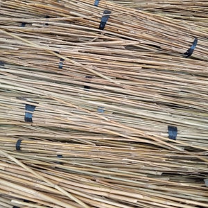 25 Pcs/unit 18"-20" River Cane Sticks (1/4"-3/8") Diameter) - Etsy