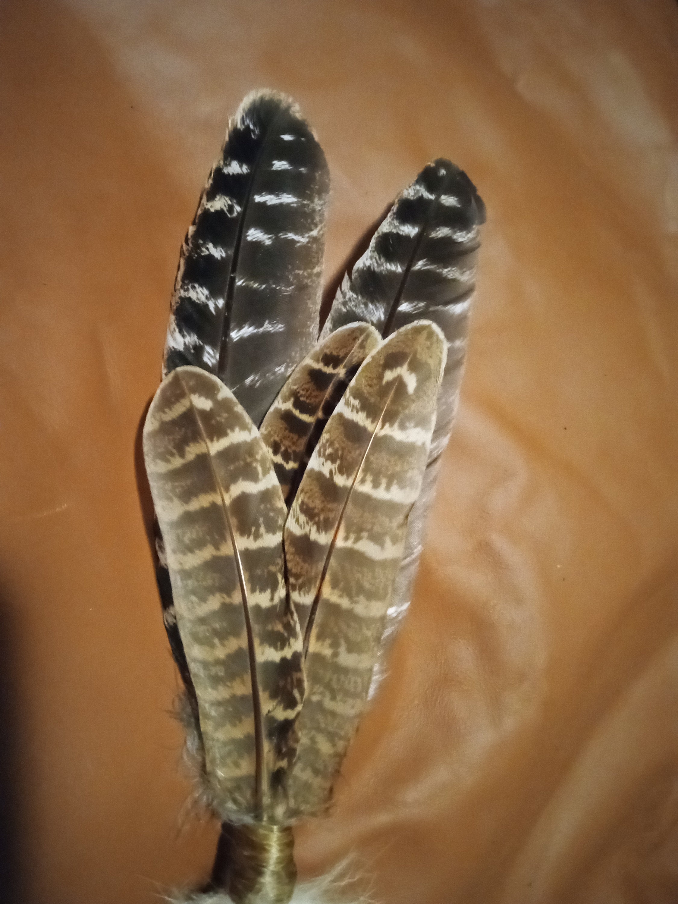 Smudge Feather Fan/talking Feather - Etsy