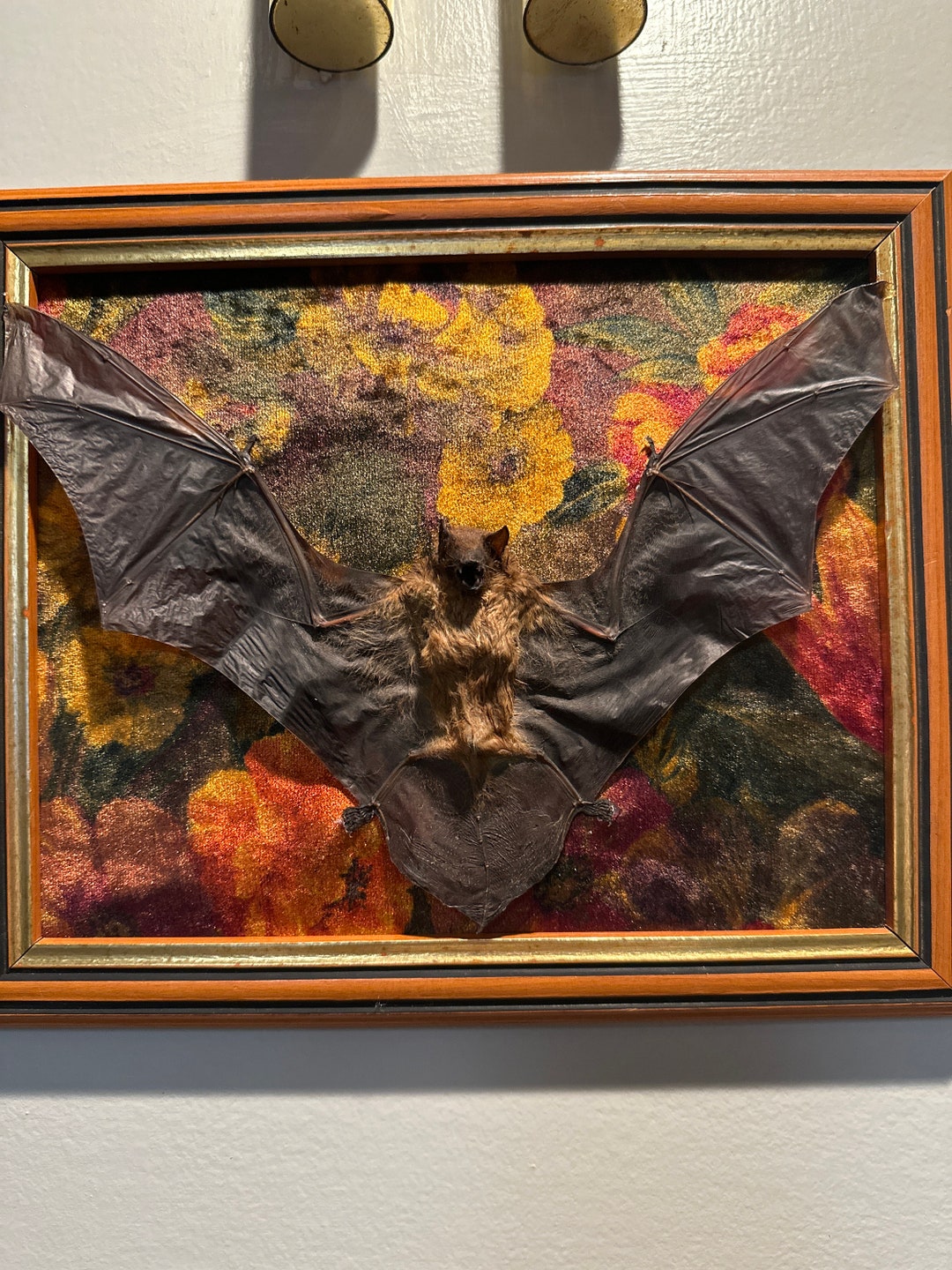 Taxidermy Bat - Etsy