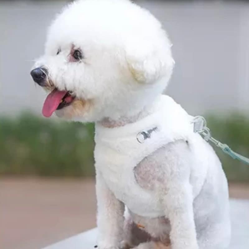 Dog Harness for Poodle - Etsy UK