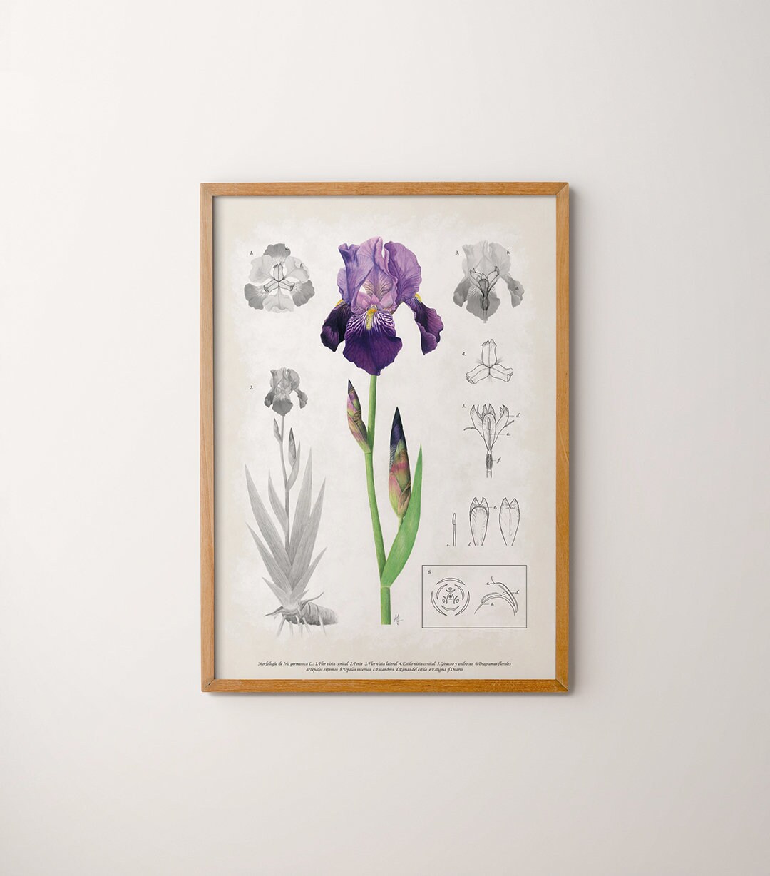 Botanical Impression Anatomy Iris Germanica. Print Botanical Art ...