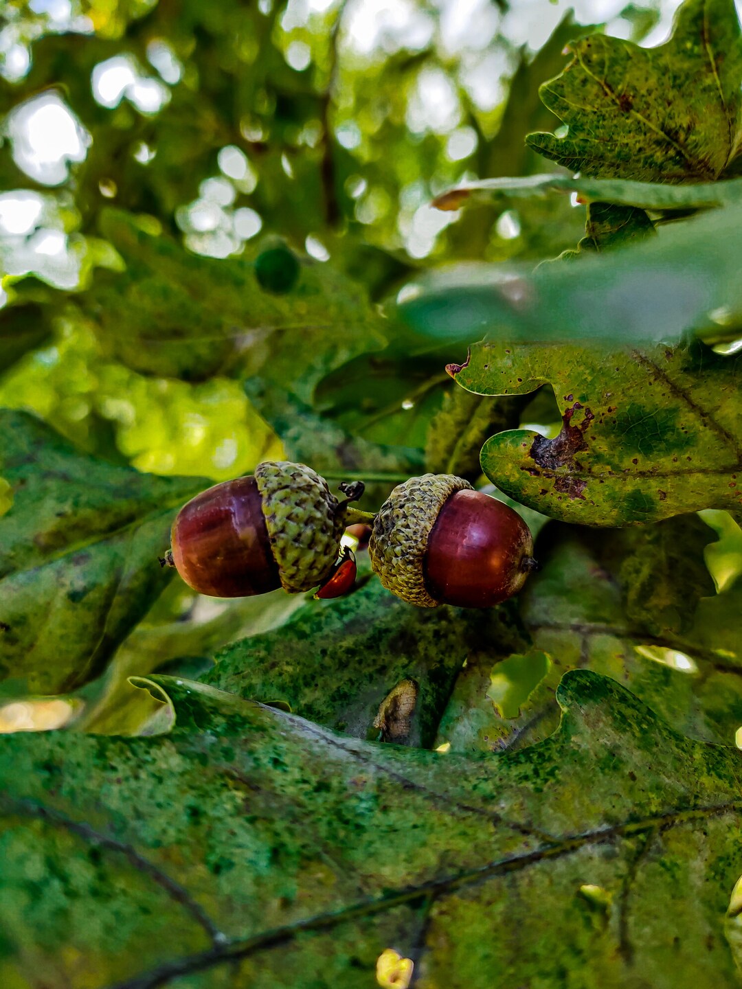 Acorns Canvas Wall Art Acorns Poster Print Acorns Print Canvas Art - Etsy