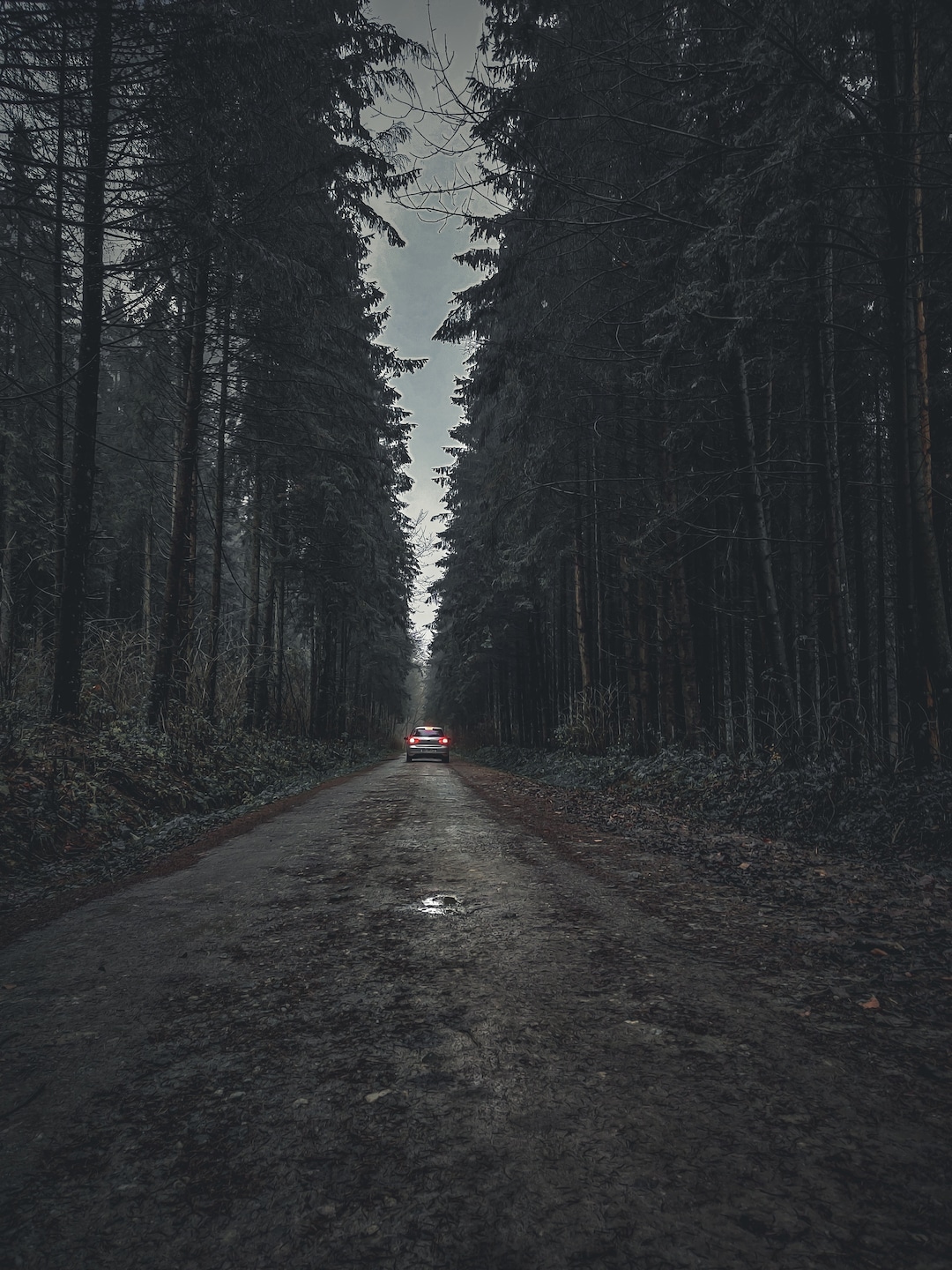 Forest Landscape Printable Wallpaper Printable Art Photography, High ...