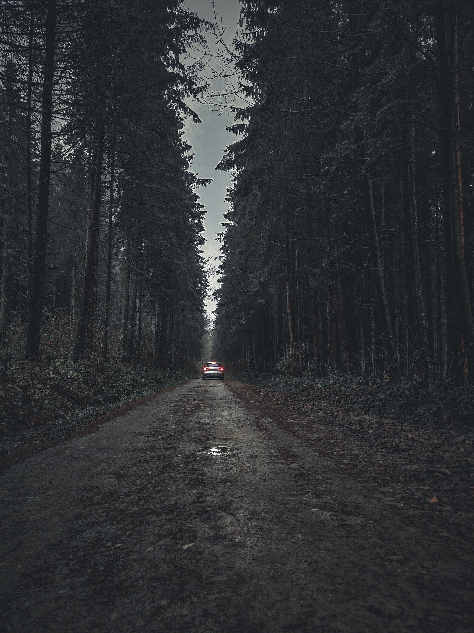 Forest Landscape Printable Wallpaper Printable Art Photography, High ...