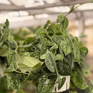 Pothos Picta Hanging Plant: 6-inch Live Indoor Plant - Etsy