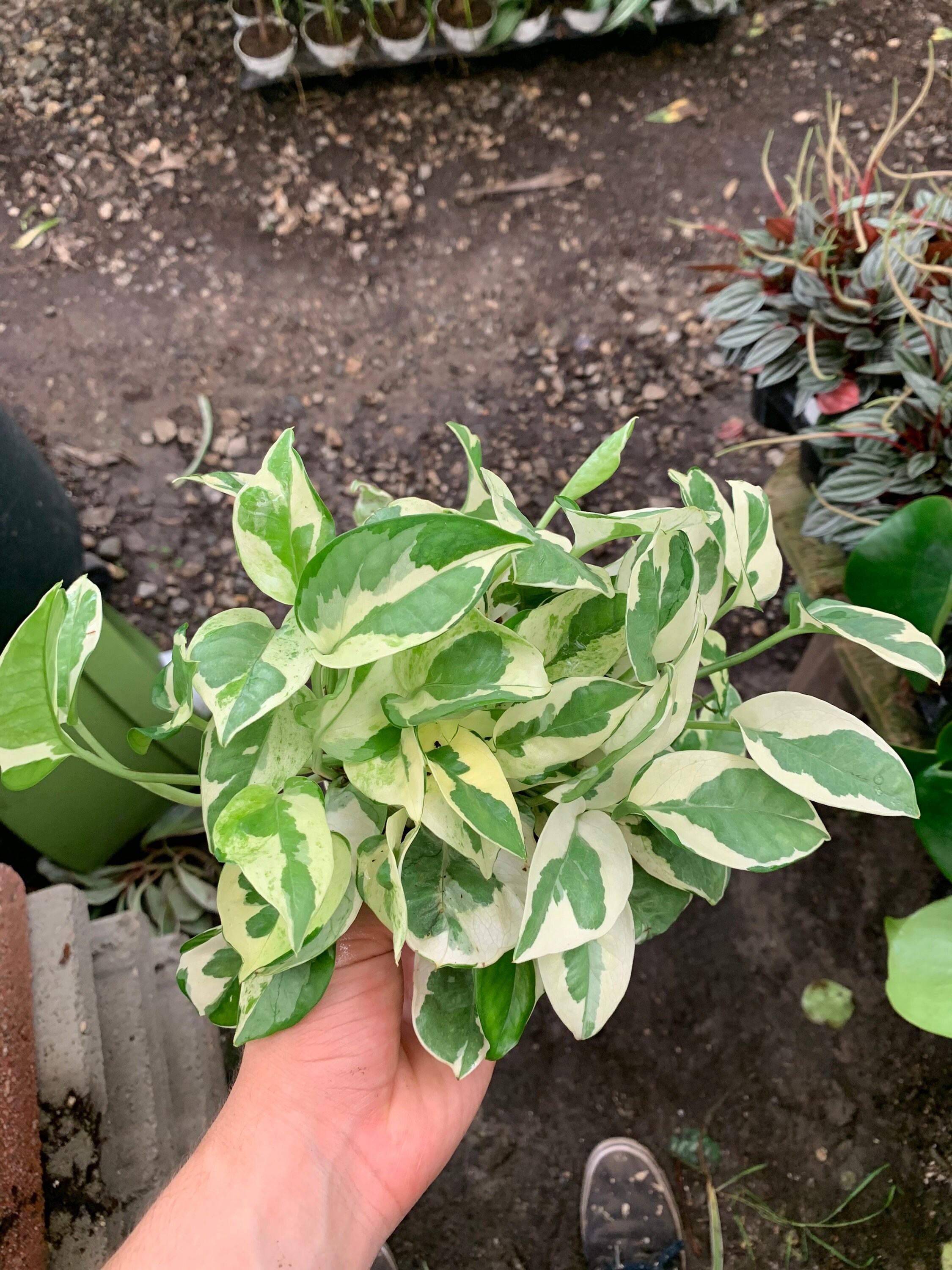 Devils Ivy N Joy Potho 4inch Potted Plant indoor Tropical Premium Plant ...