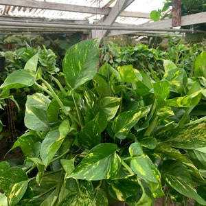 Large Devils Ivy ,golden Pothos 6inch (green Pot) Super Full Tropical ...