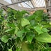 Large Devils Ivy ,golden Pothos 6inch (green Pot) Super Full Tropical ...
