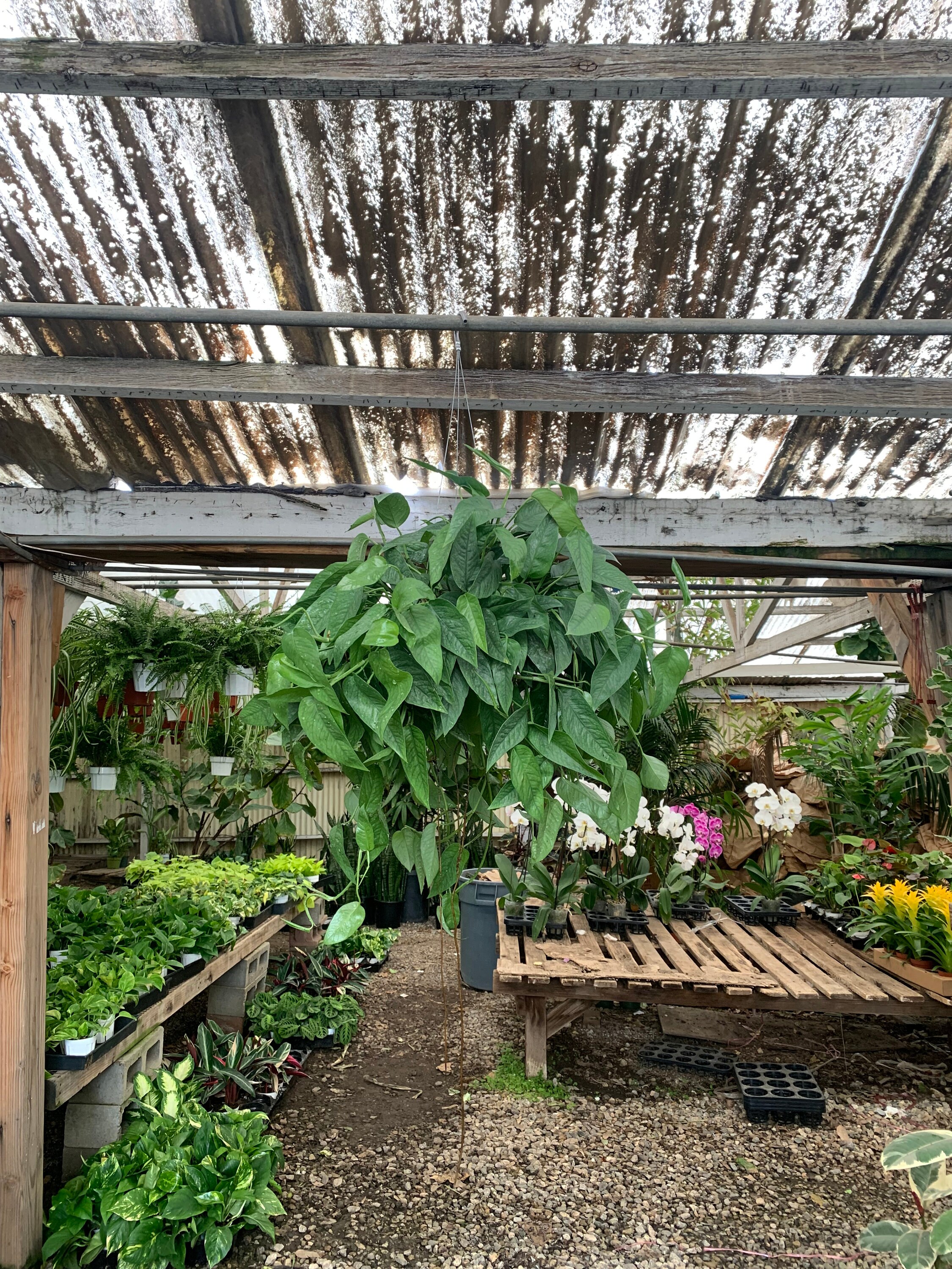 Cebu Potho 6inch Plant With Hanger Home Decor Live House Plant and Home ...