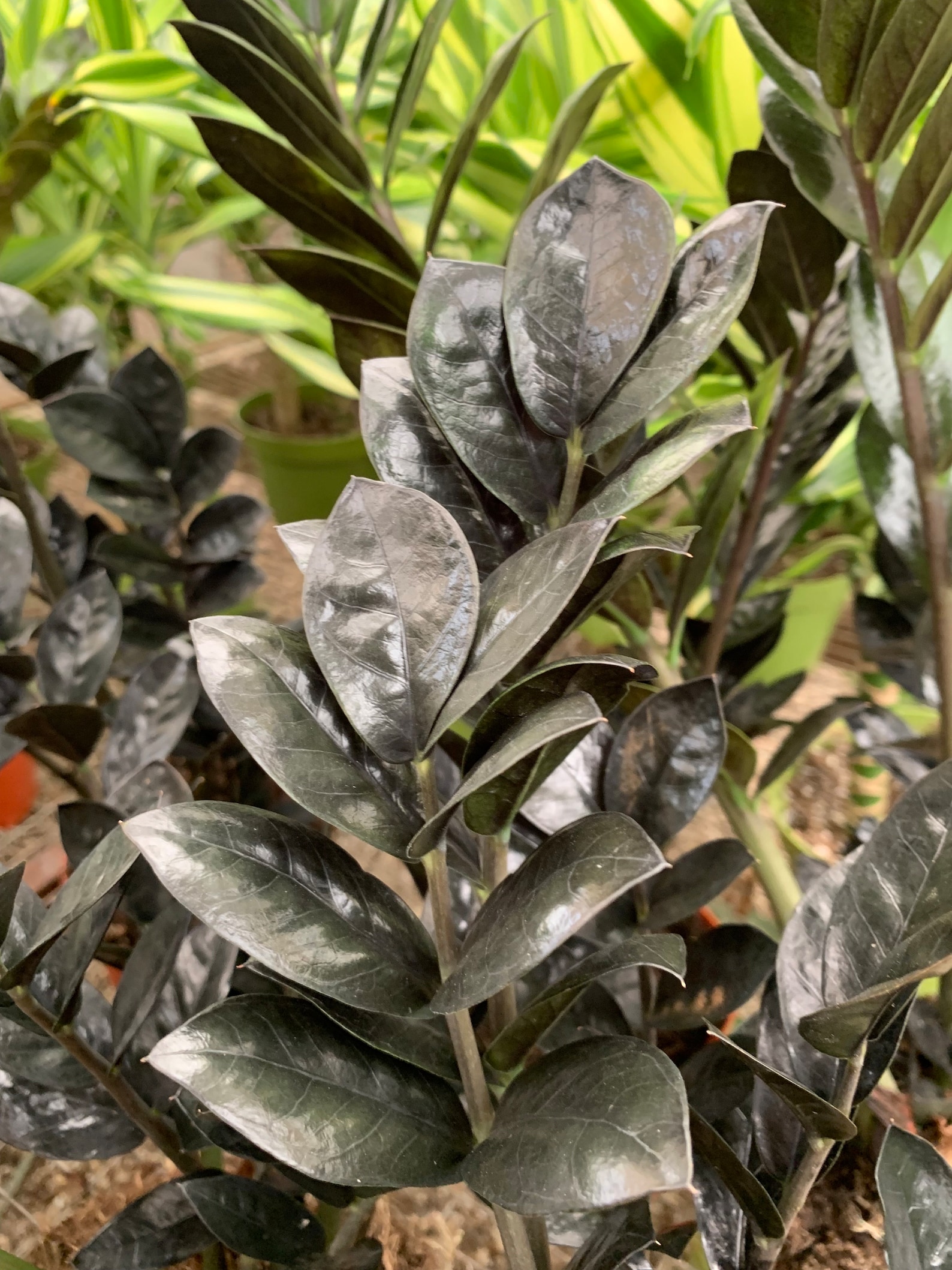 Rare Plant Black Zz 6inch Potted Live Plant Raven Zz - Etsy