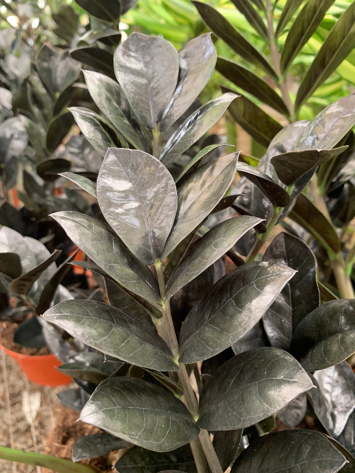 Rare Plant Black Zz 6inch Potted Live Plant Raven Zz - Etsy