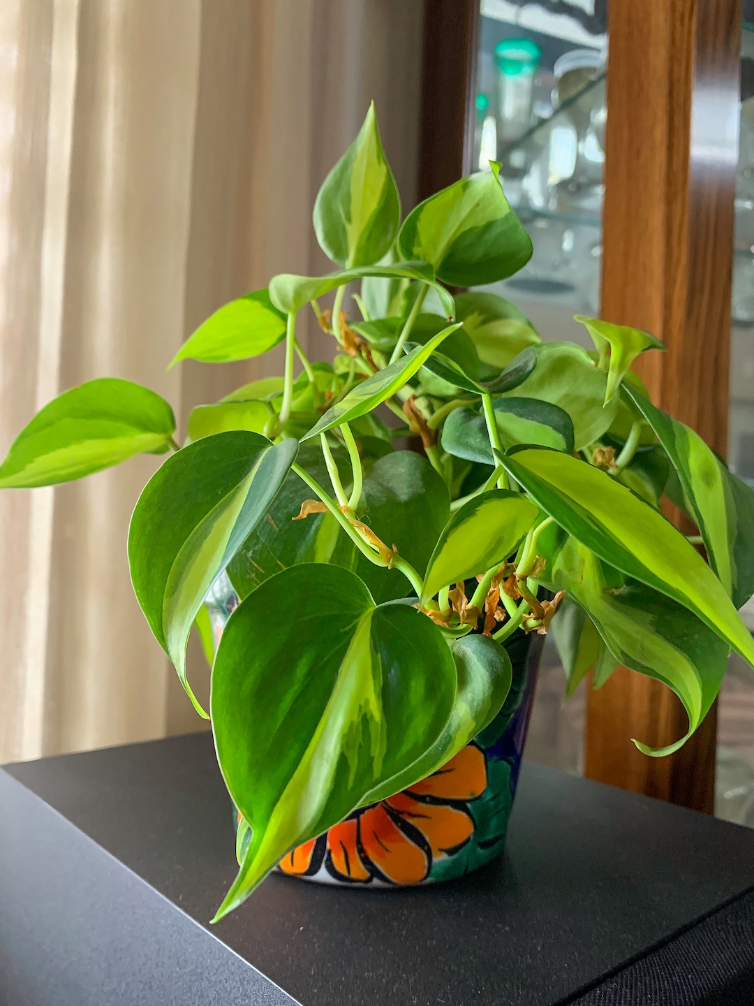 Philodendron Brazil Plant - Home and Indoor Decoration,live Indoor ...