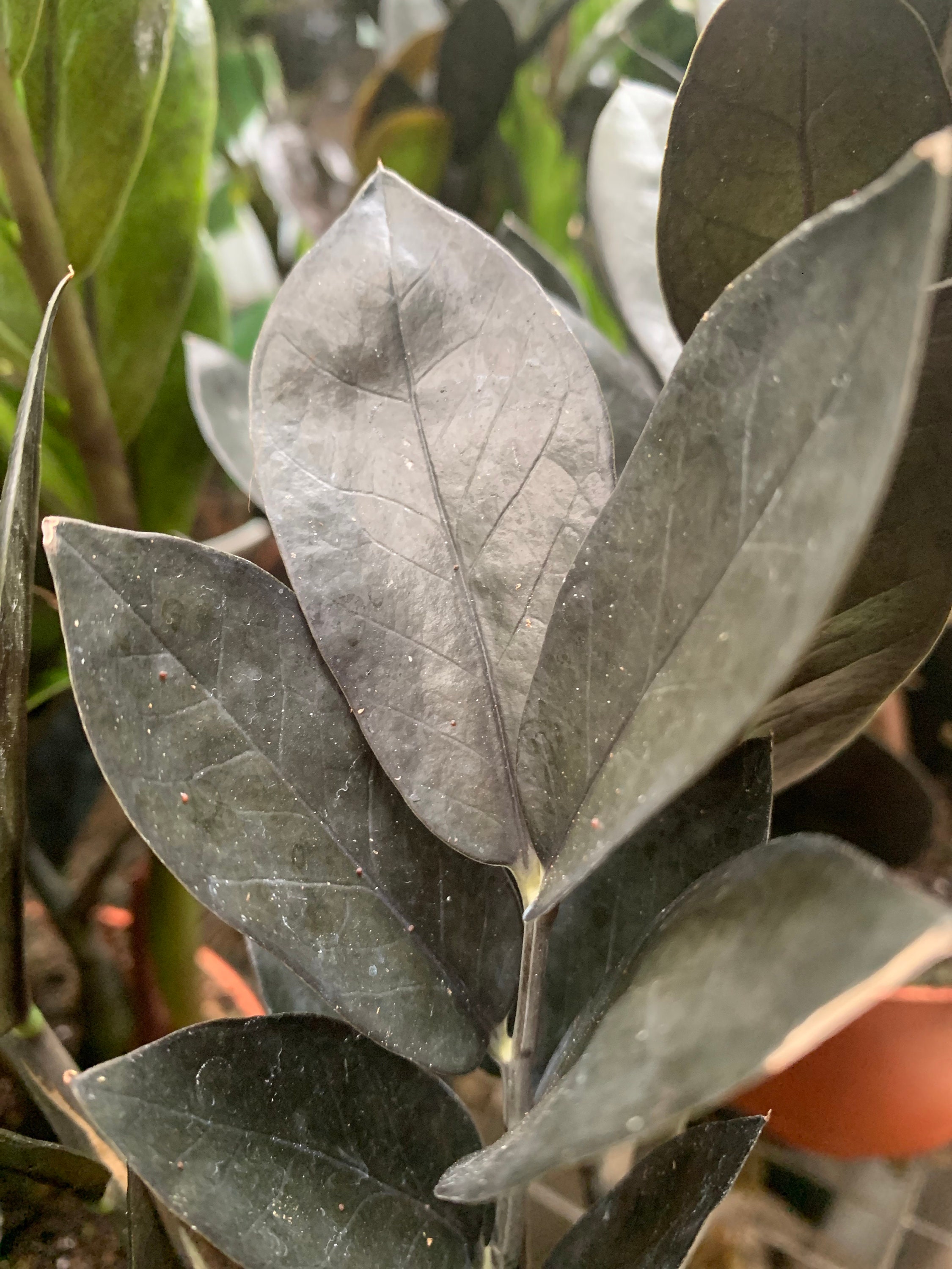 Rare Plant Black Zz 6inch Potted Live Plant Raven Zz - Etsy
