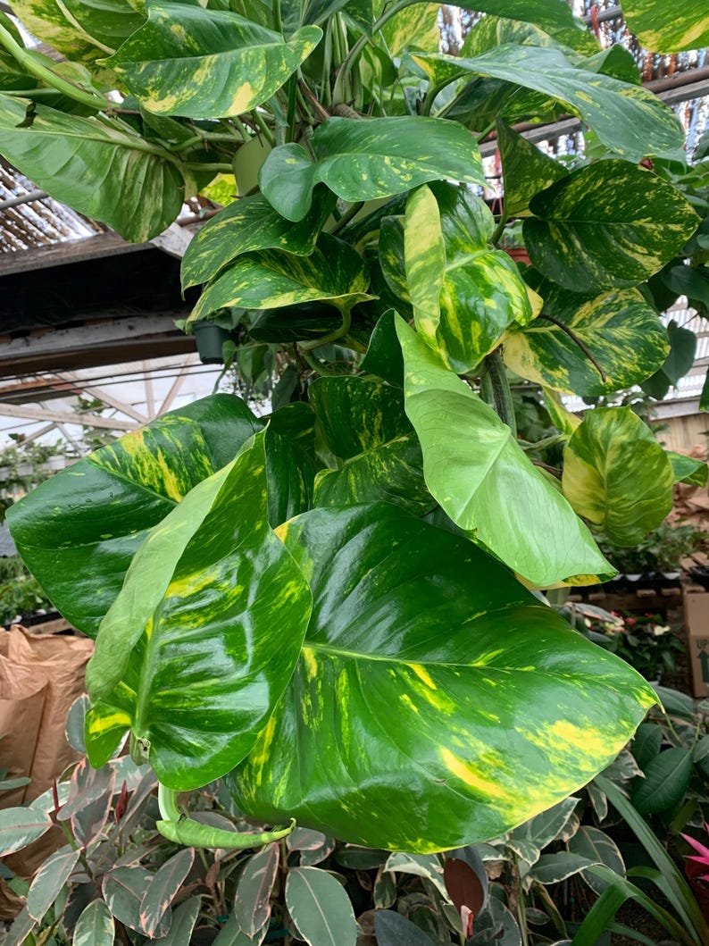 Large Hawaiian Pothos in 10inch Pots Home Decor - Etsy