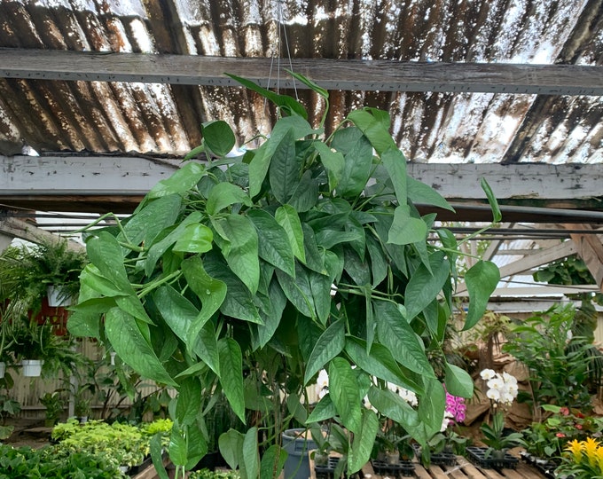 Cebu Potho 6inch Plant With Hanger Home Decor Live House Plant and Home ...