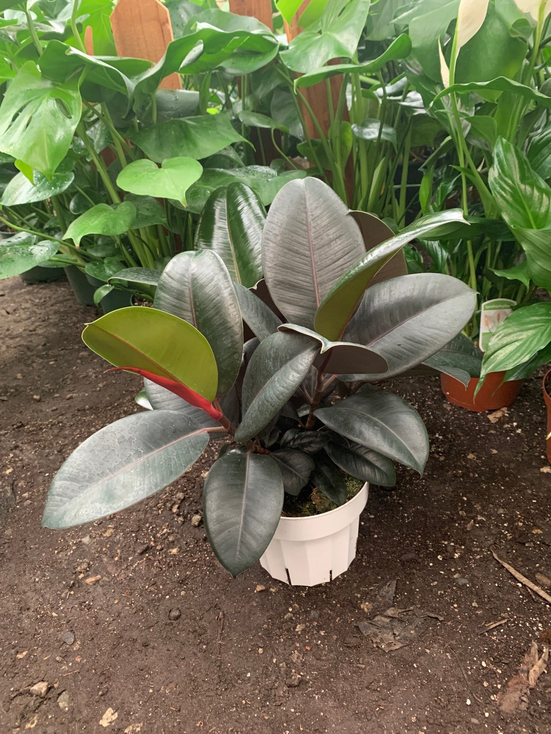 Ficus Decora – Rubber Plant | Easy Indoor Houseplant | Low Light, Air ...