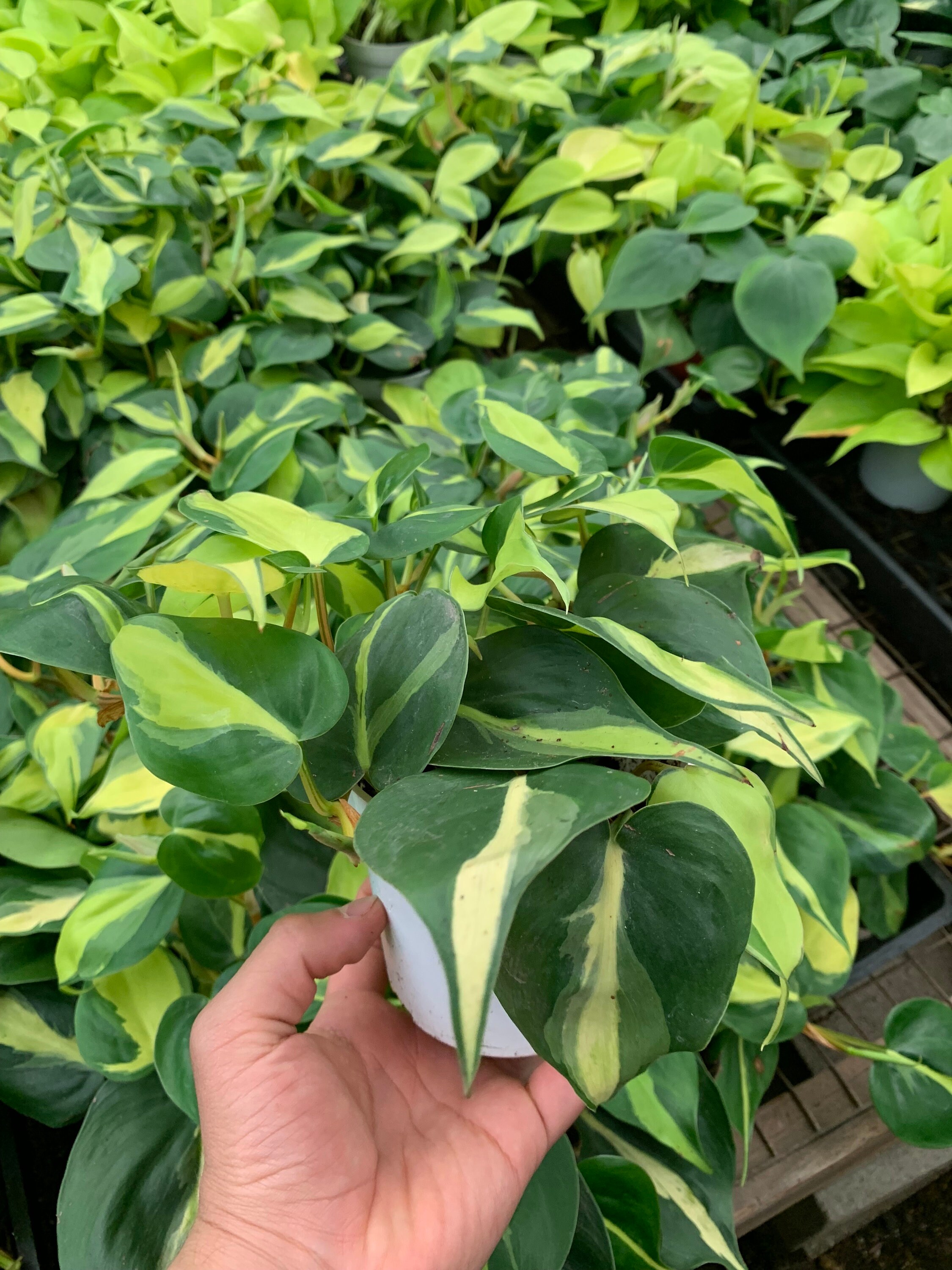 Philodendron Brazil Plant 4 Inch - Etsy