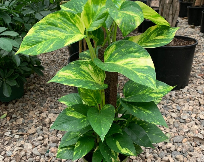 Pothos on Pole in 6inch Pot -indoor Live Tropical Plant Houseplant Home ...