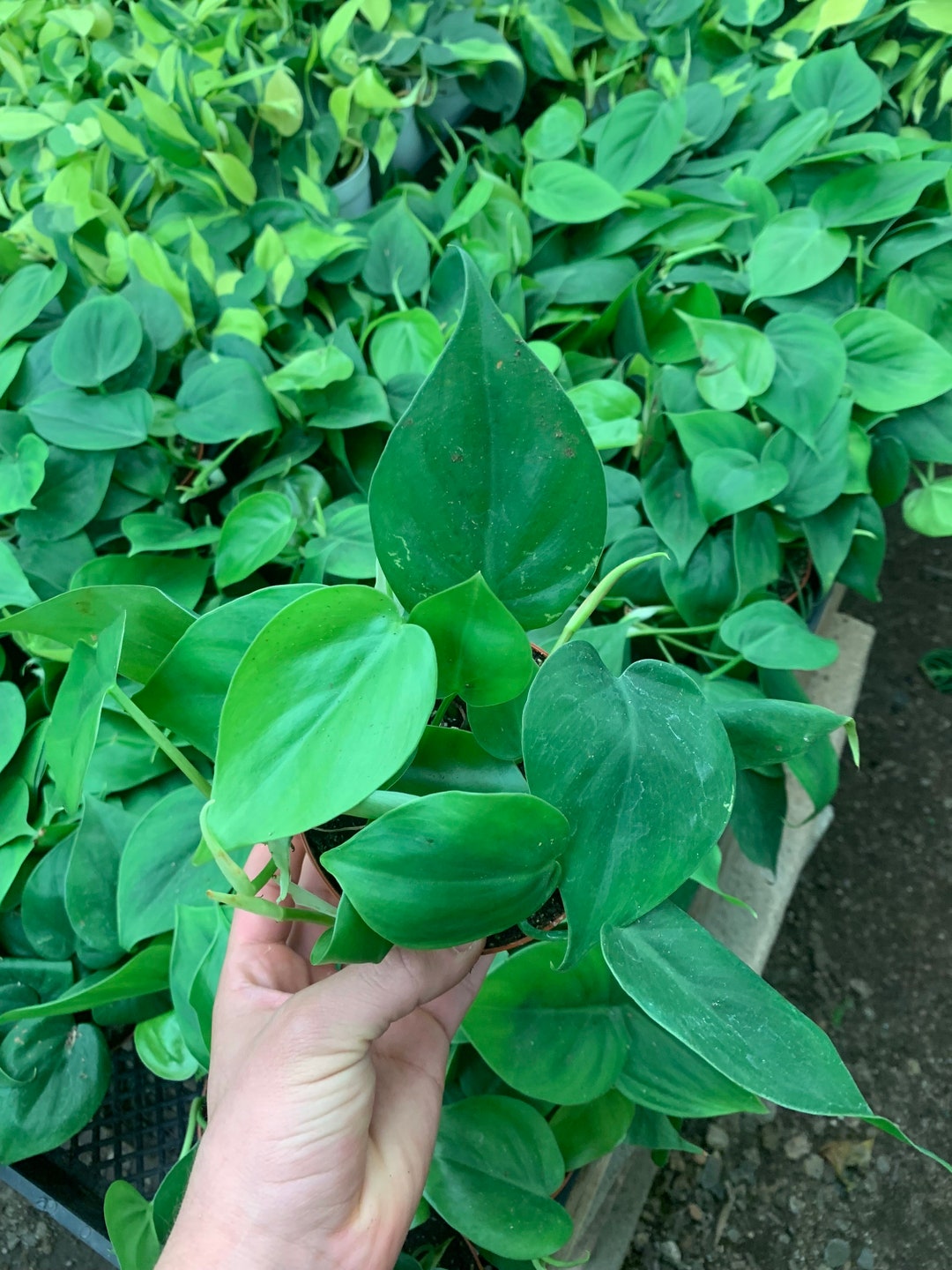 Philodendron Green Cordatum Plant 4inch Potted Live Plant - Etsy