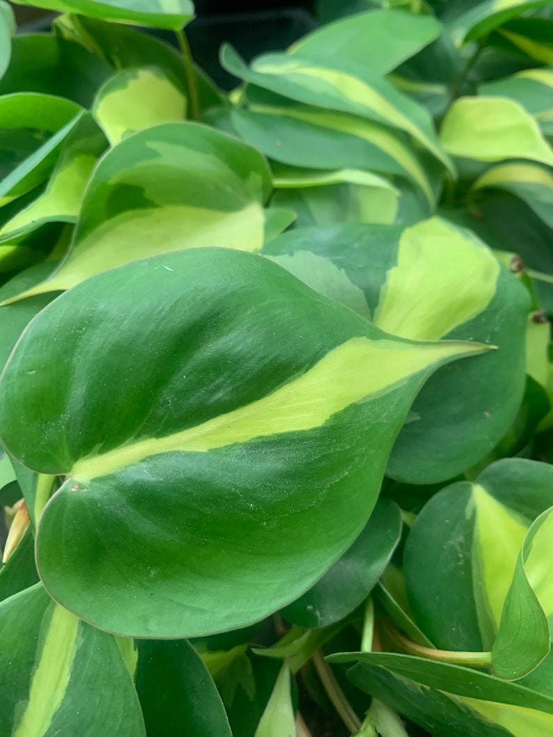 Philodendron Brazil Plant 4 Inch - Etsy