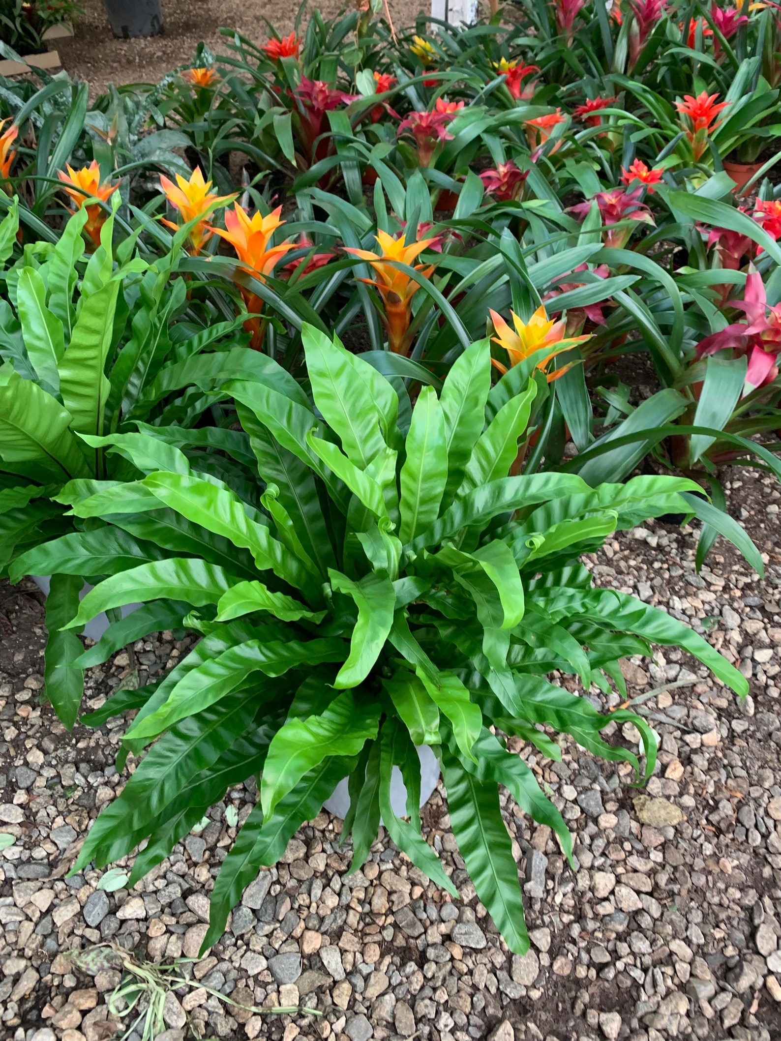 Bird Nest Fern Live Plant in 8inch Pot Limited Stock - Large Live Plant ...