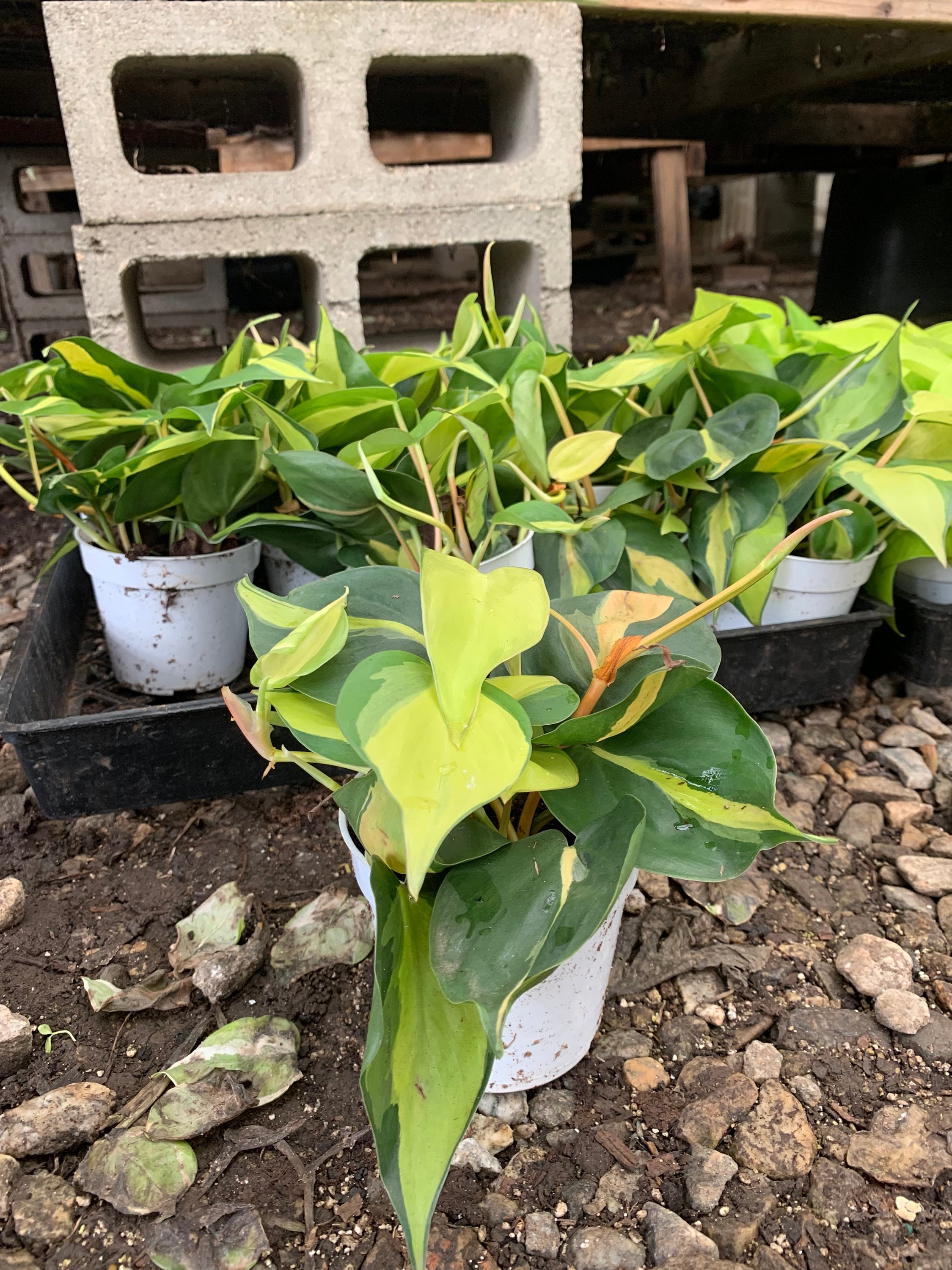 Philodendron Brazil Plant 4 Inch - Etsy