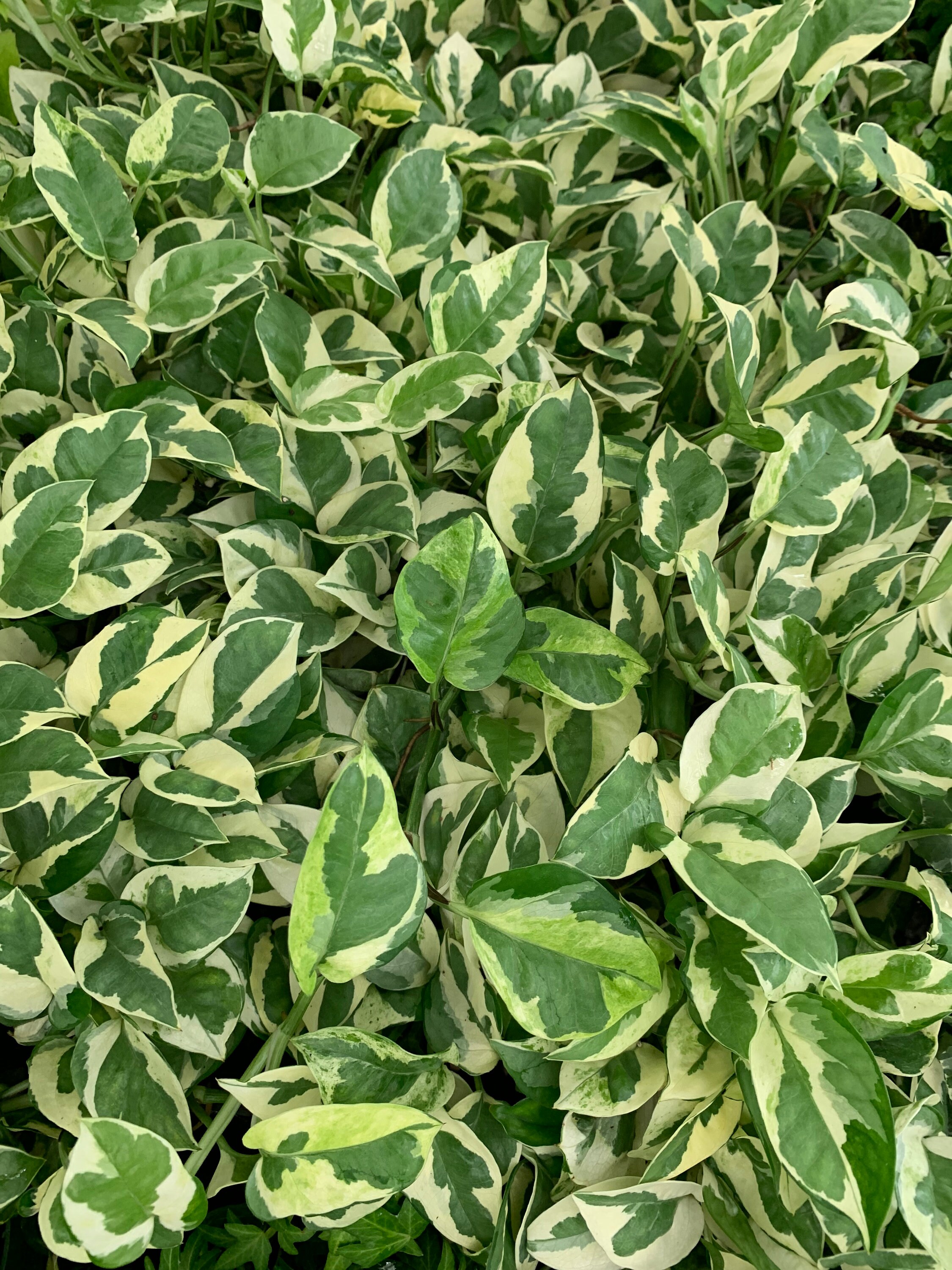 Devils Ivy N Joy Potho 4inch Potted Plant indoor Tropical Premium Plant ...