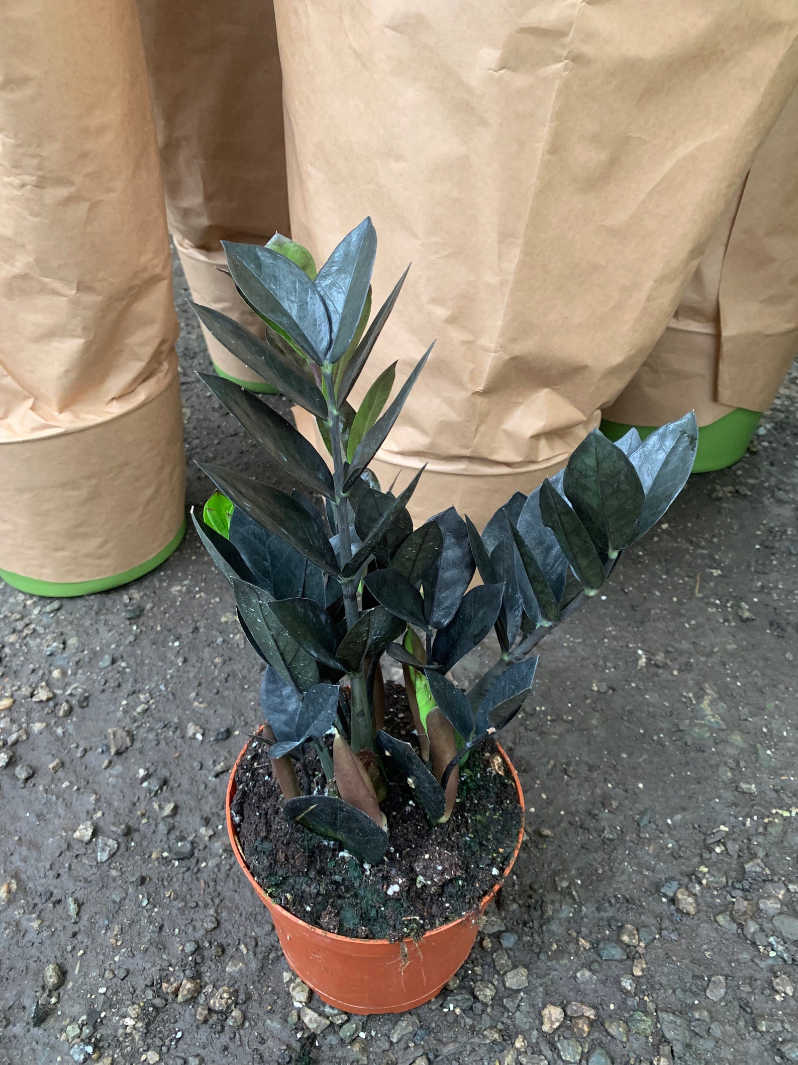 Rare Plant Black Zz 6inch Potted Live Plant Raven Zz - Etsy