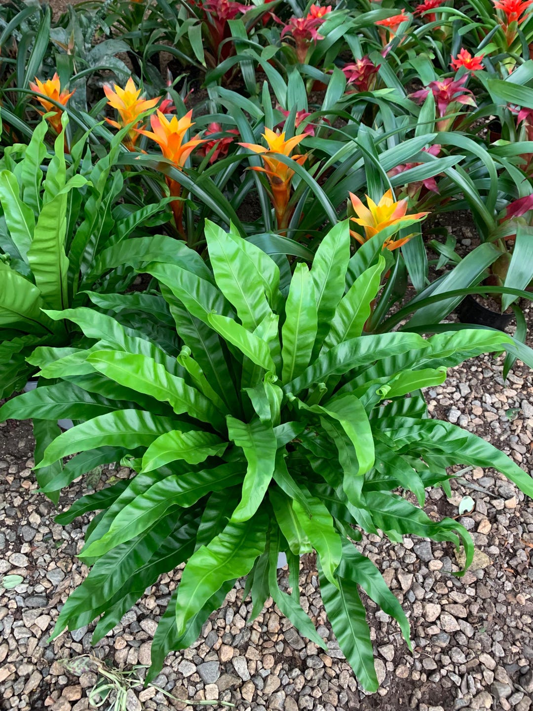 Bird Nest Fern Live Plant in 8inch Pot Limited Stock - Large Live Plant ...