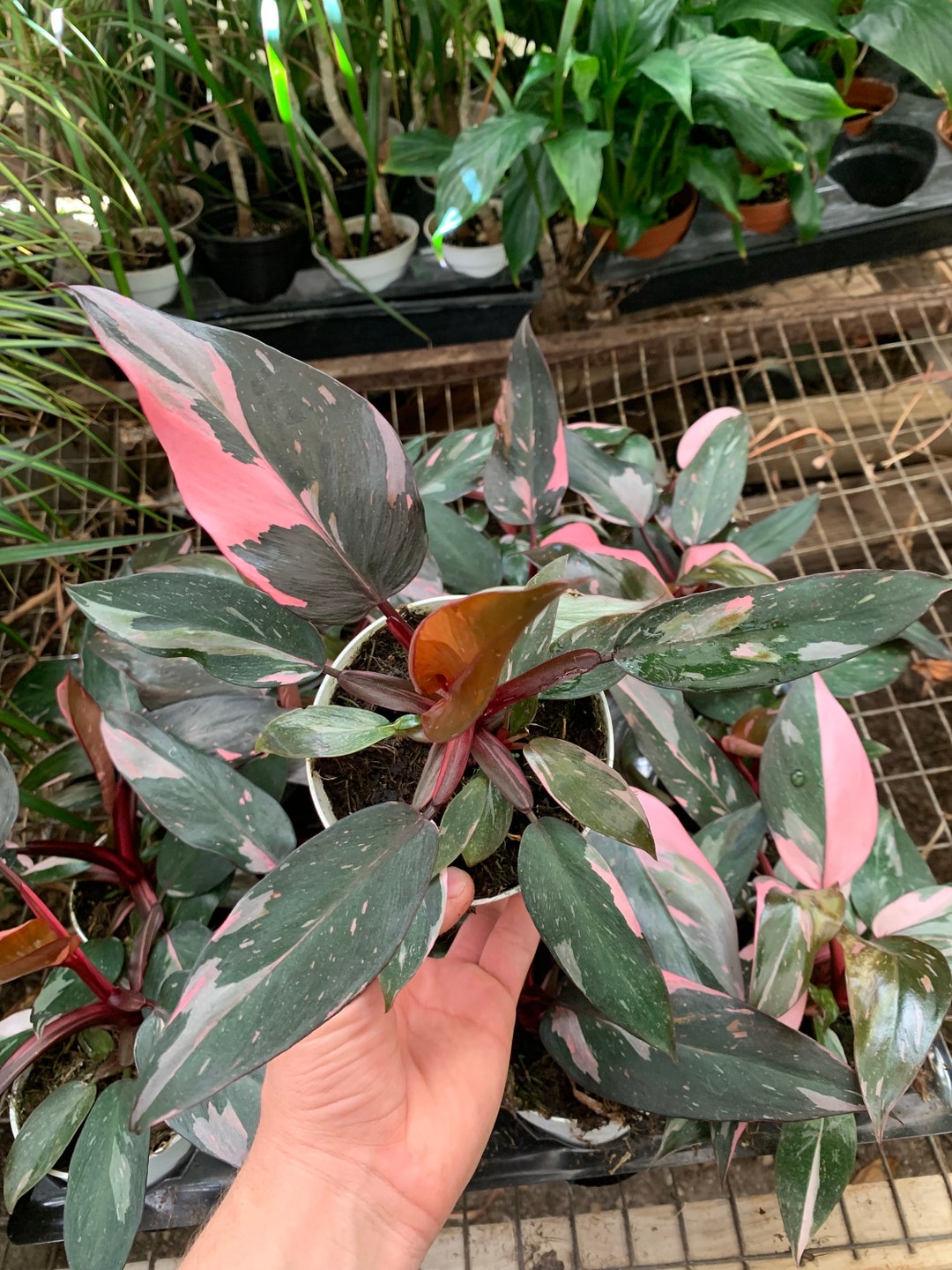 Sold Out/philo Pink Princess,rare Indoor Plant.limited Quantity - Etsy