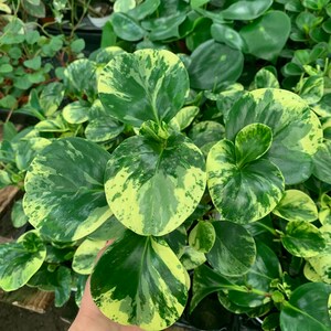 Peperomia Marble 4inch Live Tropical Plant Home Decor and Patio Decor ...
