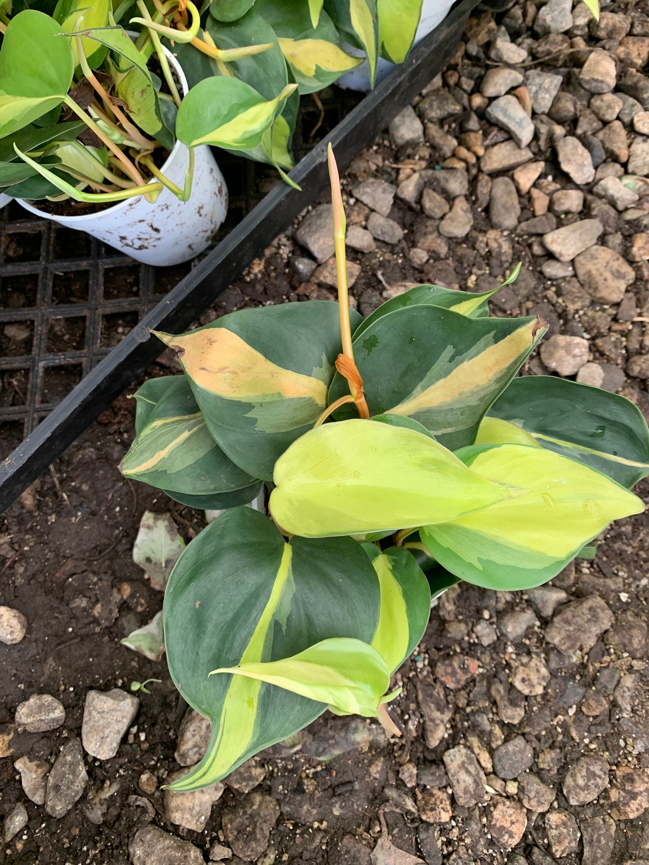 Philodendron Brazil Plant 4 Inch - Etsy