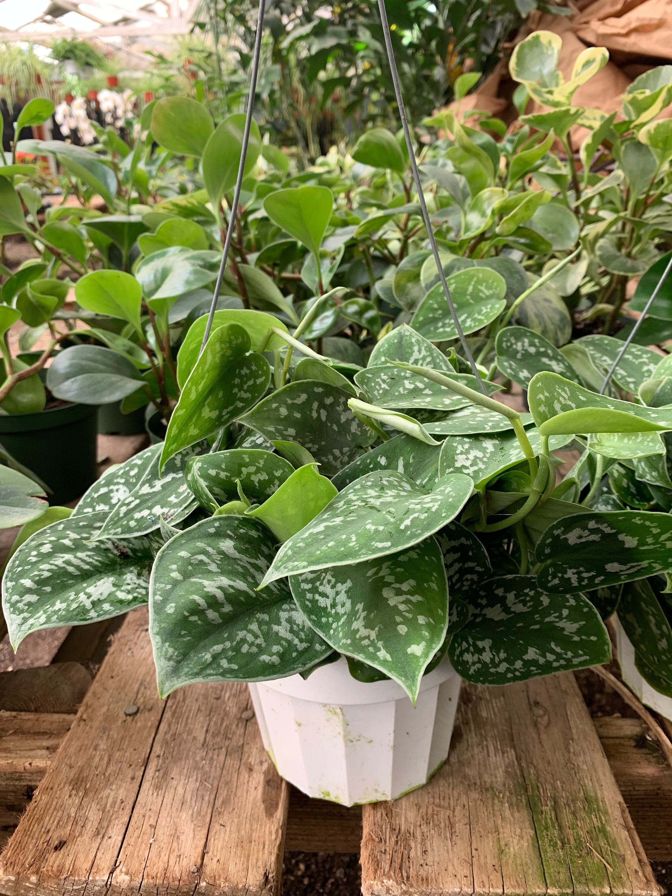 Pothos Picta Hanging Plant: 6-inch Live Indoor Plant - Etsy