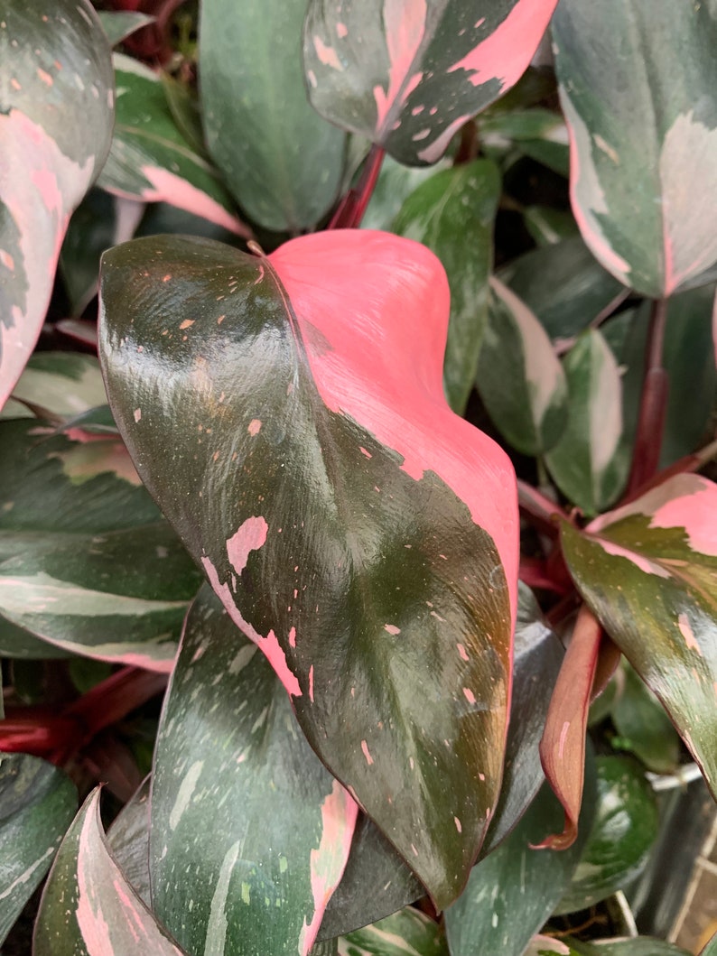 Philo Pink Princessrare Indoor Plant. Fresh for the - Etsy