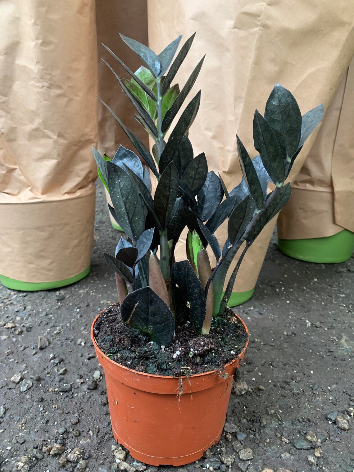 Rare Plant Black Zz 6inch Potted Live Plant Raven Zz - Etsy