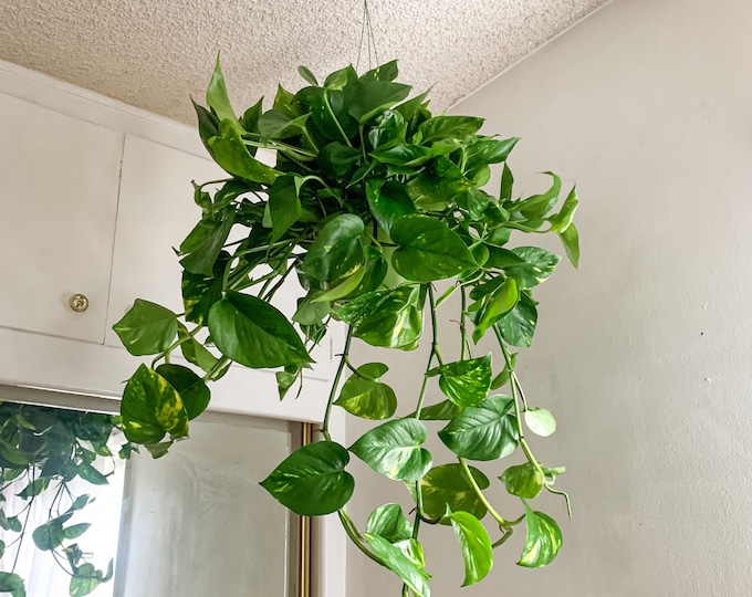 Large Devils Ivy ,golden Pothos 6inch (green Pot) Super Full Tropical ...